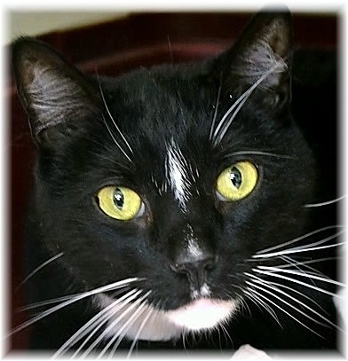 stitch – YesBiscuit!