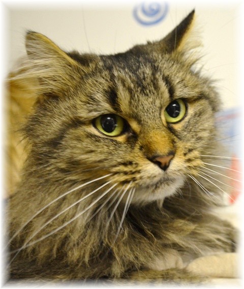 gracie – YesBiscuit!