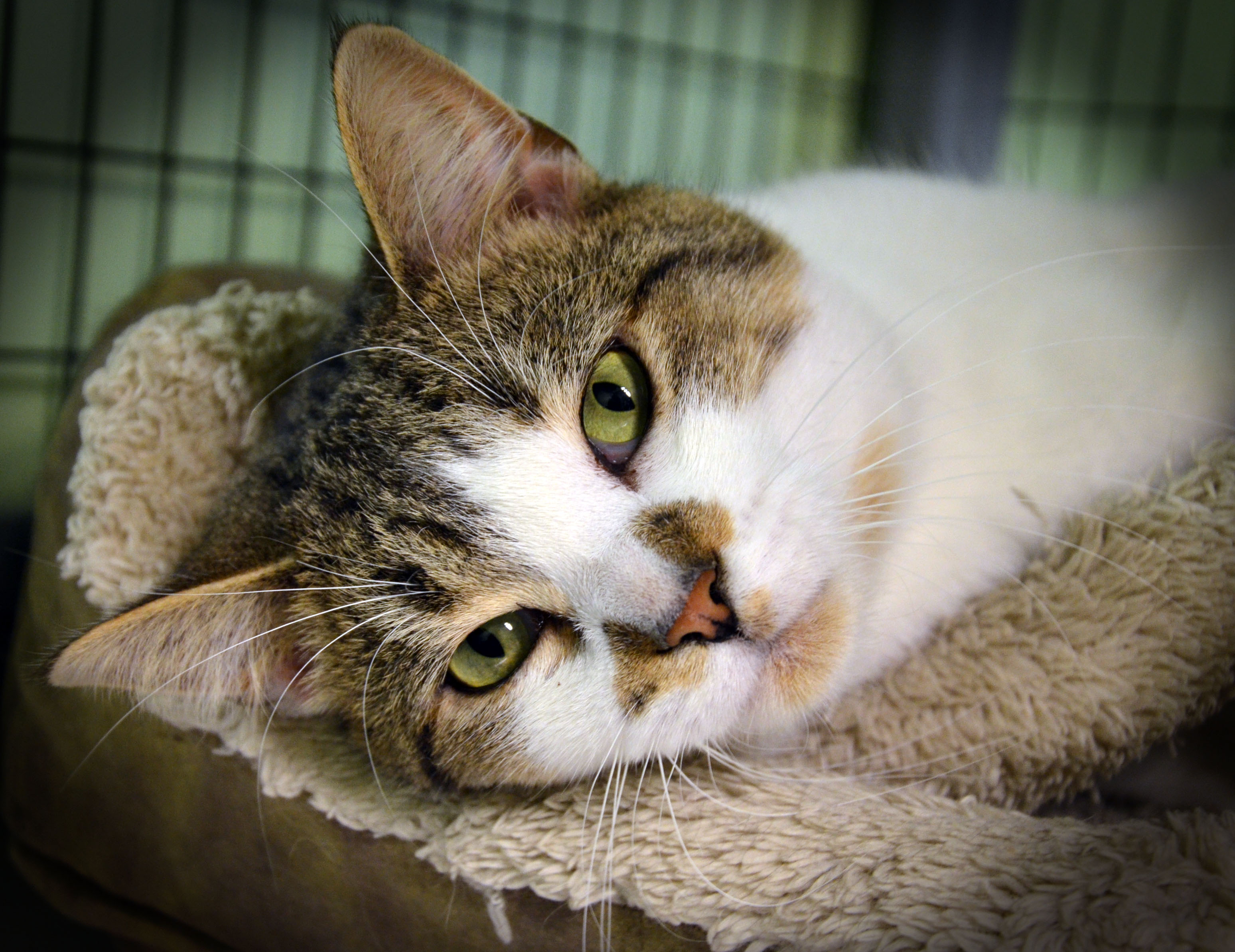 colwell – YesBiscuit!