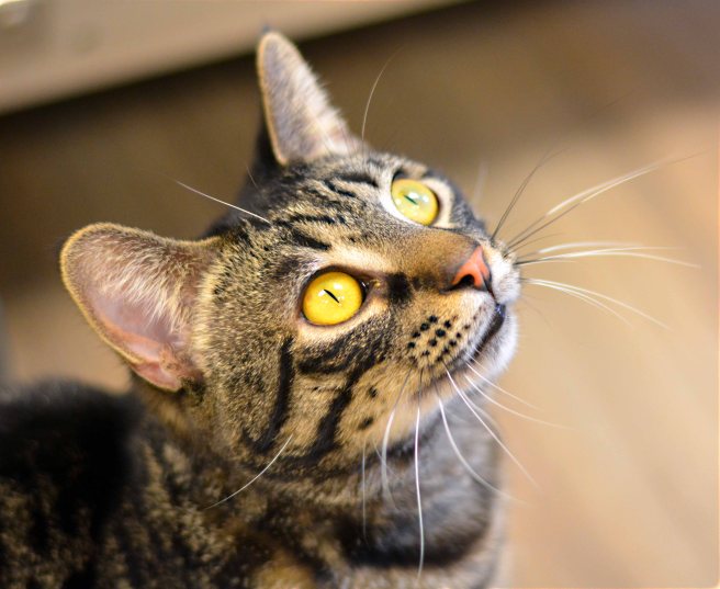 picasso – YesBiscuit!