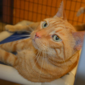 hediki – YesBiscuit!