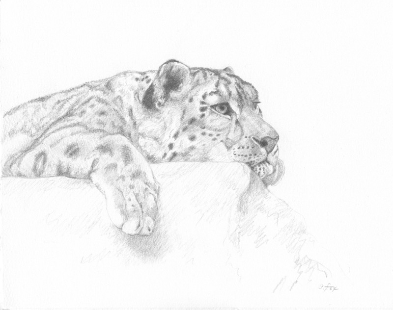 Resting Snow Leopard – YesBiscuit!