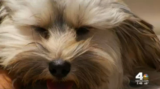 Police Facilitate Business for CA Dog Flippers – YesBiscuit!