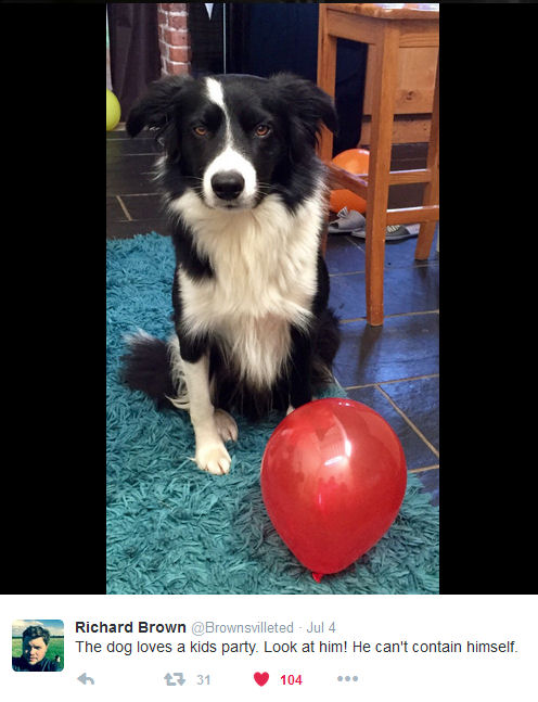 partydog – YesBiscuit!