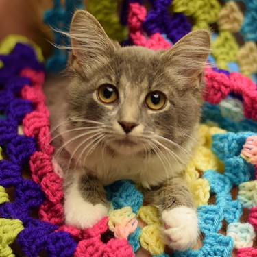 kiwi – YesBiscuit!