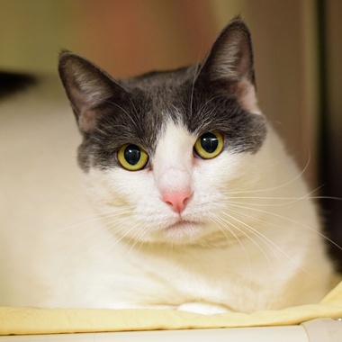 princess – YesBiscuit!