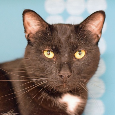 loki – YesBiscuit!