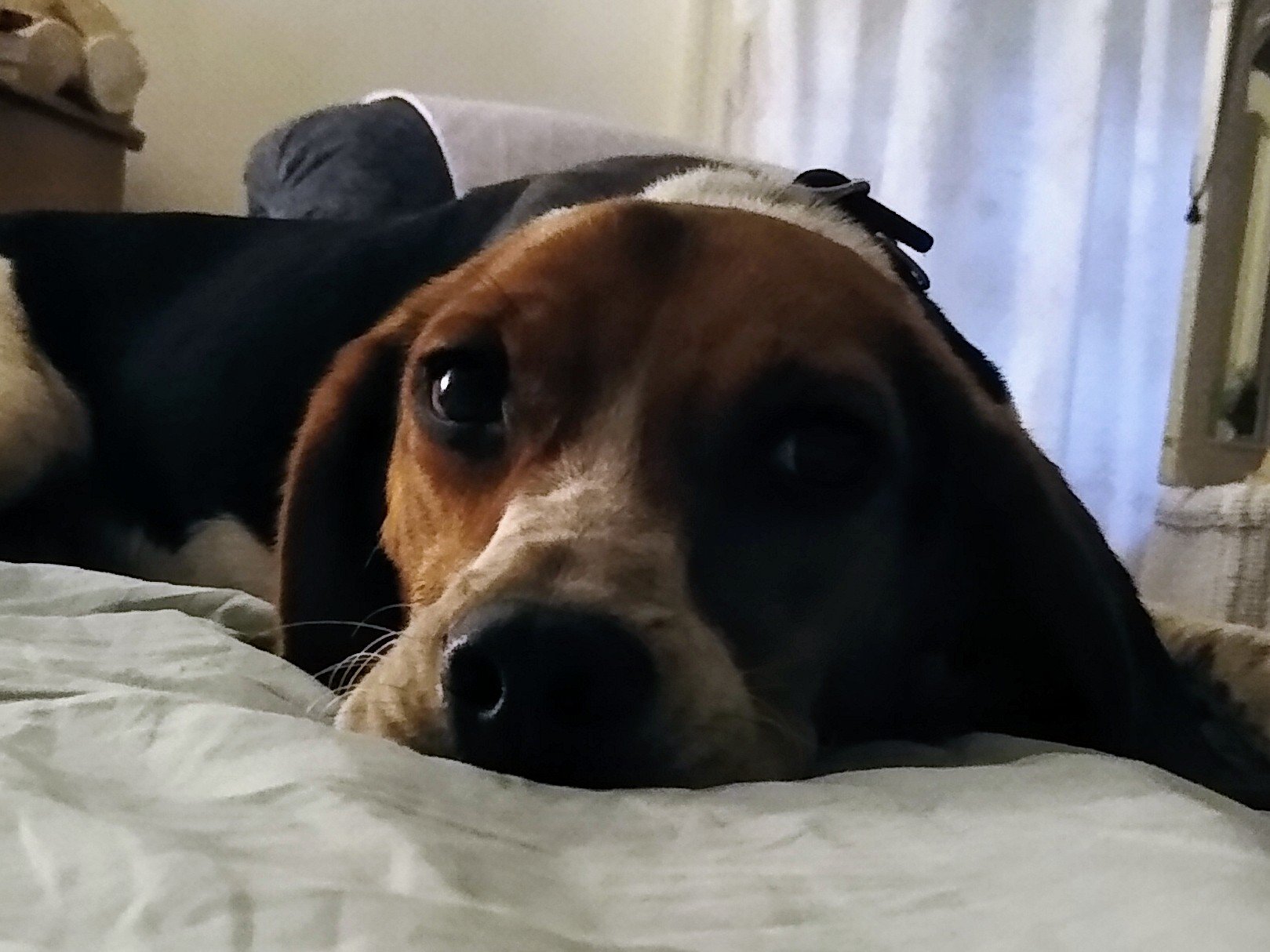 Weekend ? – YesBiscuit!