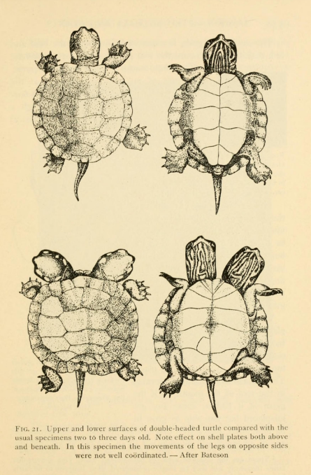 Animals in Art: Scientific Illustrations – YesBiscuit!