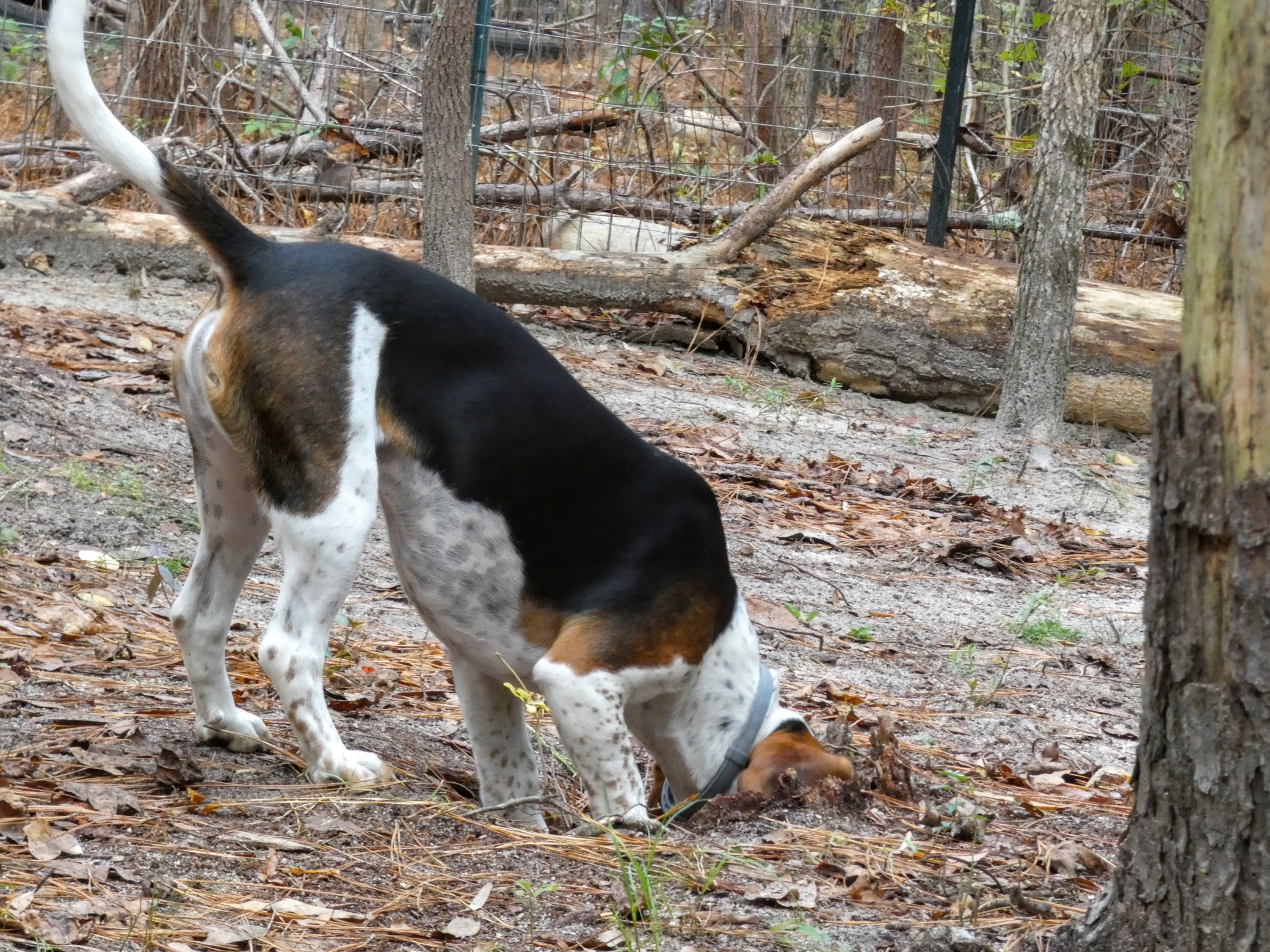 Weekend Finn – YesBiscuit!