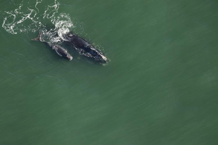 Extinction Watch: North Atlantic Right Whales – YesBiscuit!