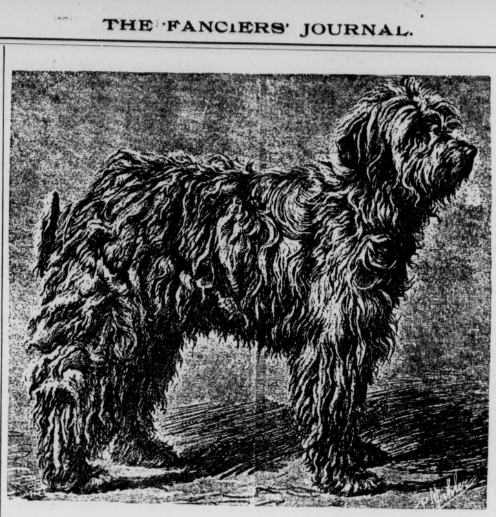 Livestock Dogs Outside the U.S. in the 1890s – YesBiscuit!