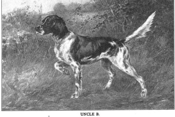 Some Late 19th Century Field Trial English Setters – YesBiscuit!