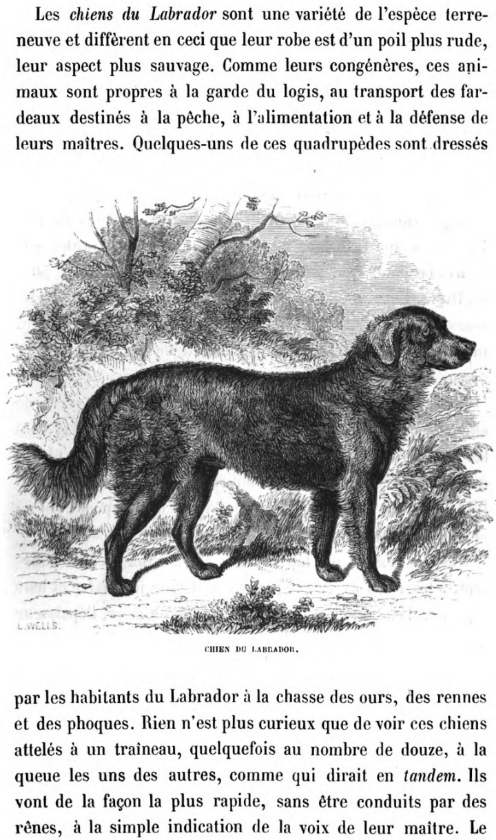 The Lesser Newfoundland (Labrador Retriever): Vintage Snippets and ...