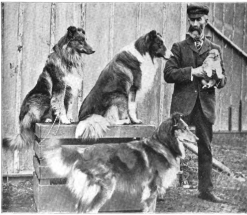 Vintage Dog Judges – YesBiscuit!